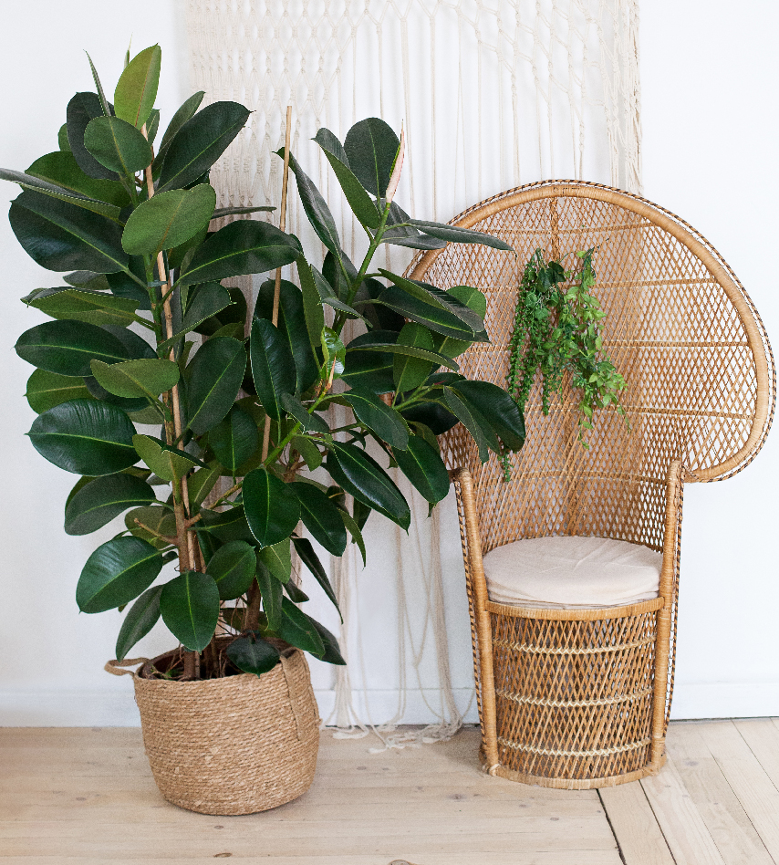 Inner Office Plants